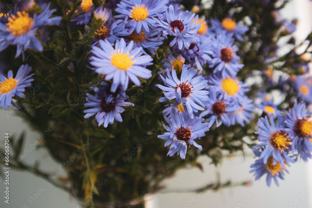Beautiful flowering perennial Aster alpinus Blue in a vase on a table ...