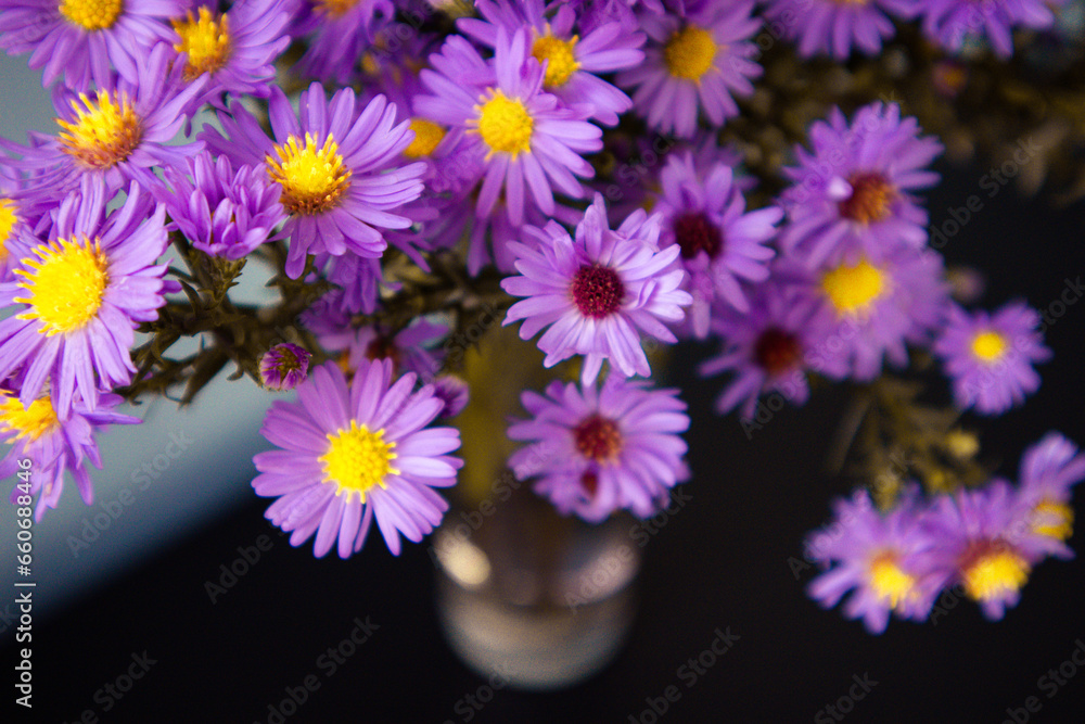 Beautiful flowering perennial Aster alpinus Blue in a vase on a table ...