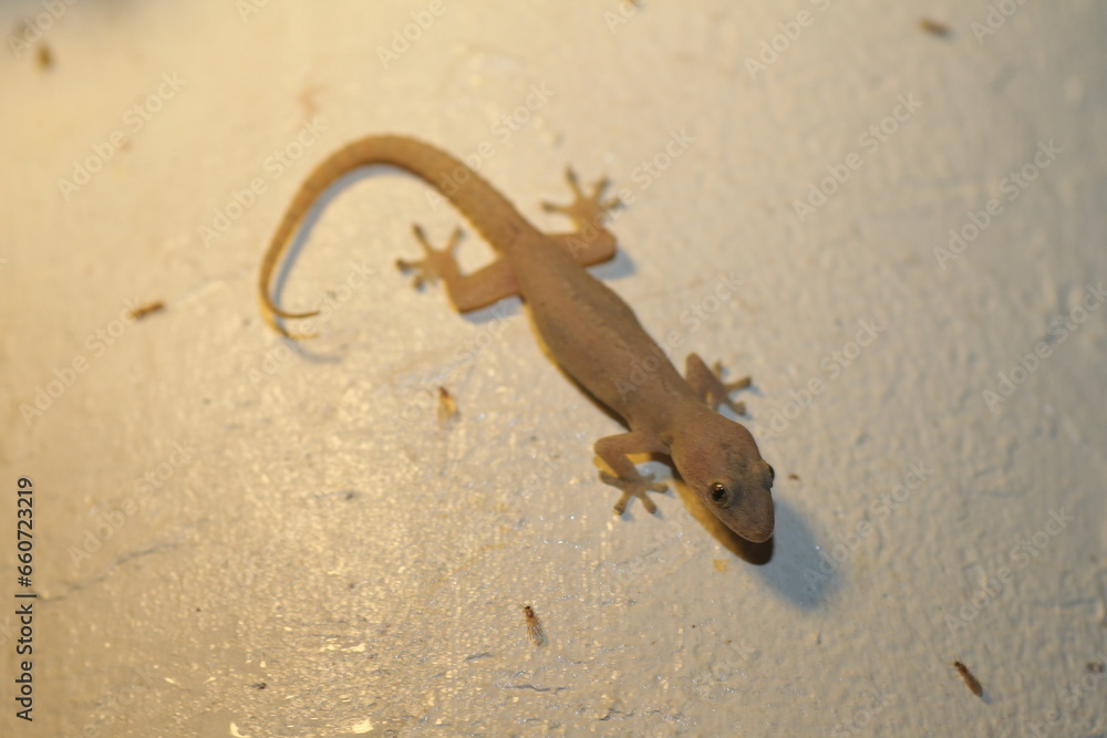 Lepidodactylus lugubris, known as the mourning gecko or common smooth ...