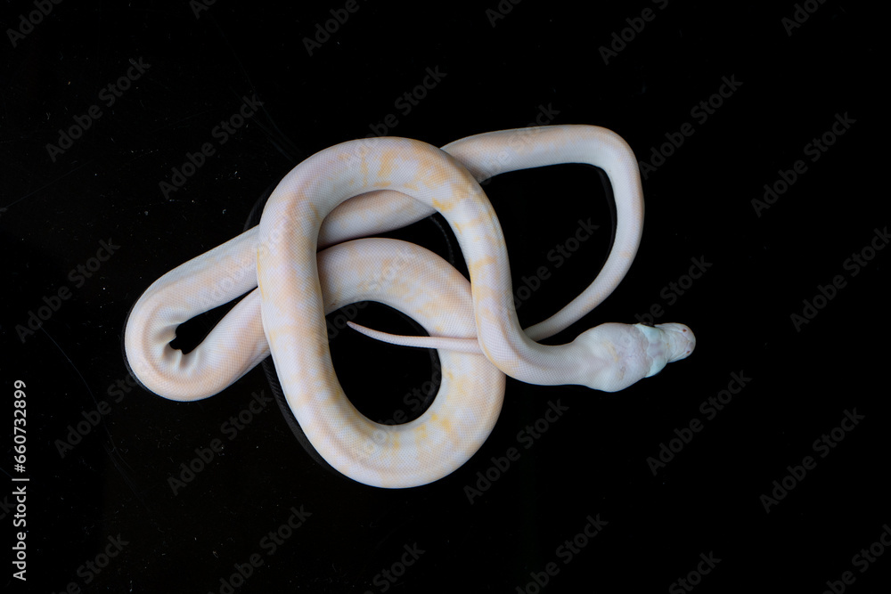 Leucistic reticulated python top view, malayopython reticulatus, solid ...
