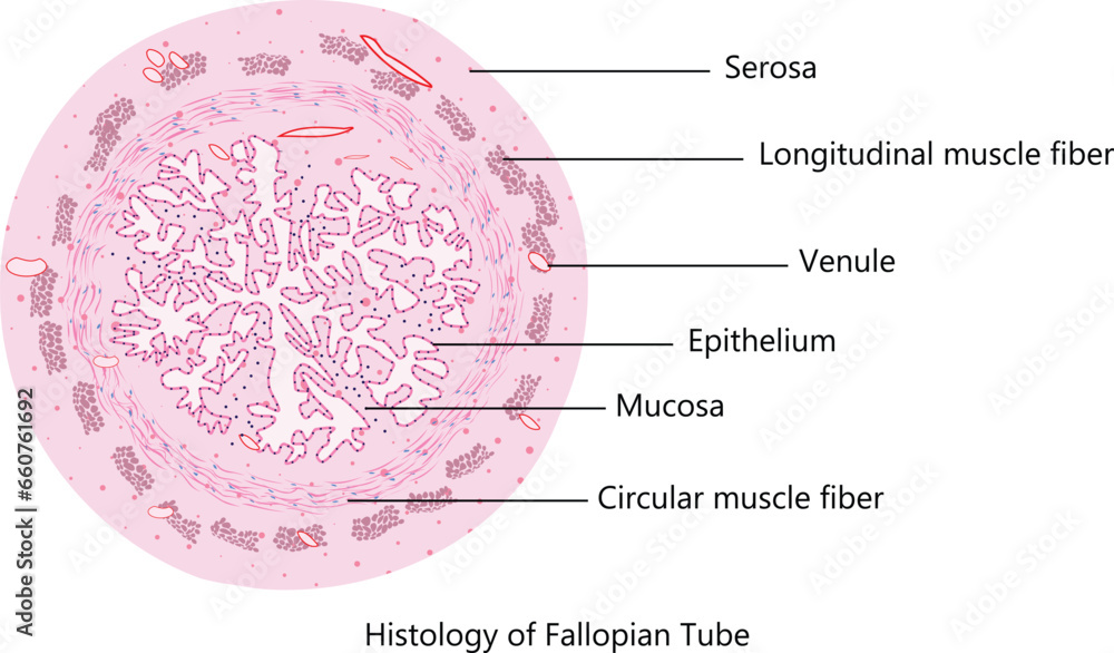 Understanding the Histology of the Fallopian Tube: Structure and ...