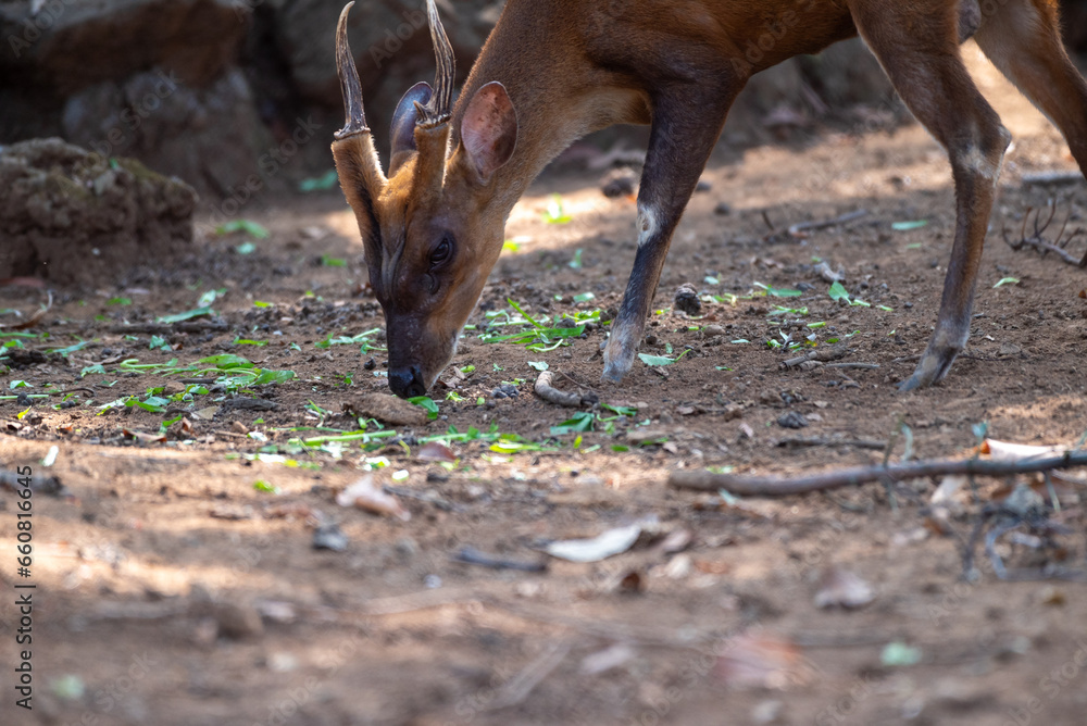 The Indian muntjac, Muntiacus muntjak, also called the southern red ...