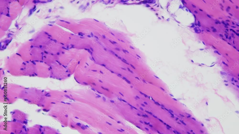 Stockvideo Human skeletal muscle tissue under microscope. Longitudinal ...