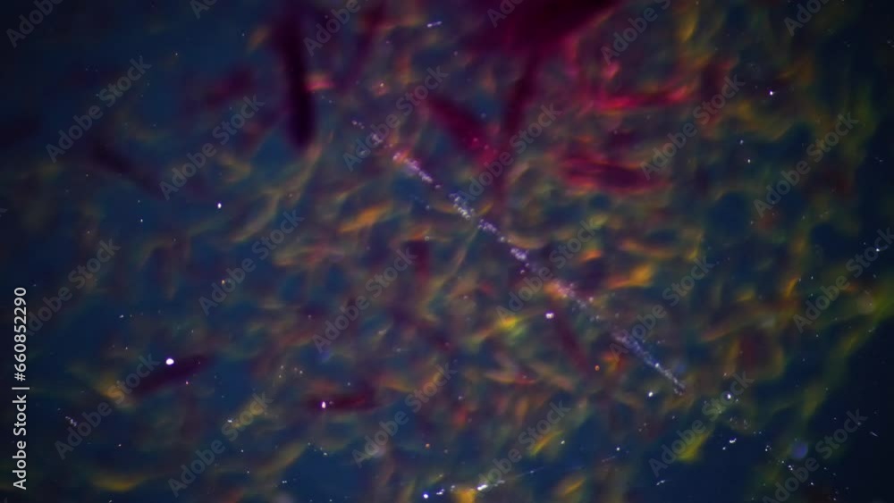 Human smooth muscle fibers under a microscope. The main muscle of the ...