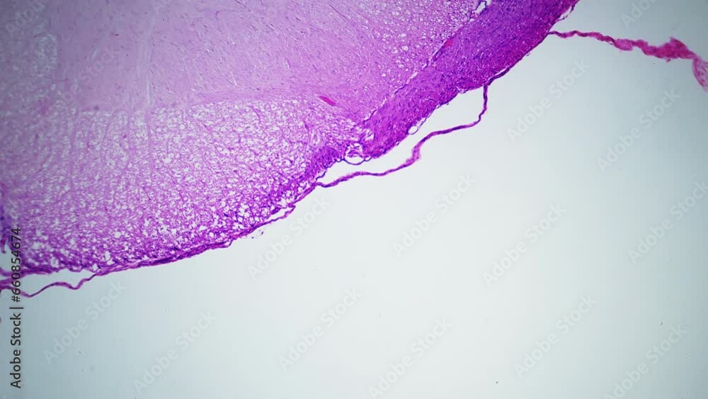 Human nerve fiber bundle under microscope. Cross section. 100x times ...