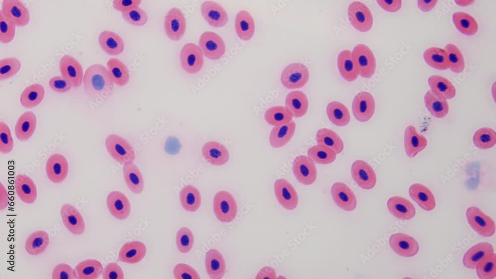 Large and spherical erythrocytes of frog blood. Science class ...