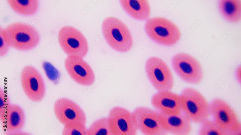 Large and spherical erythrocytes of frog blood. Science class ...