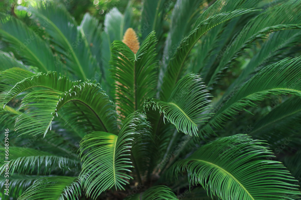 Leaves of Cycas. Flower of cycad large pollen above an cycad sago palm ...