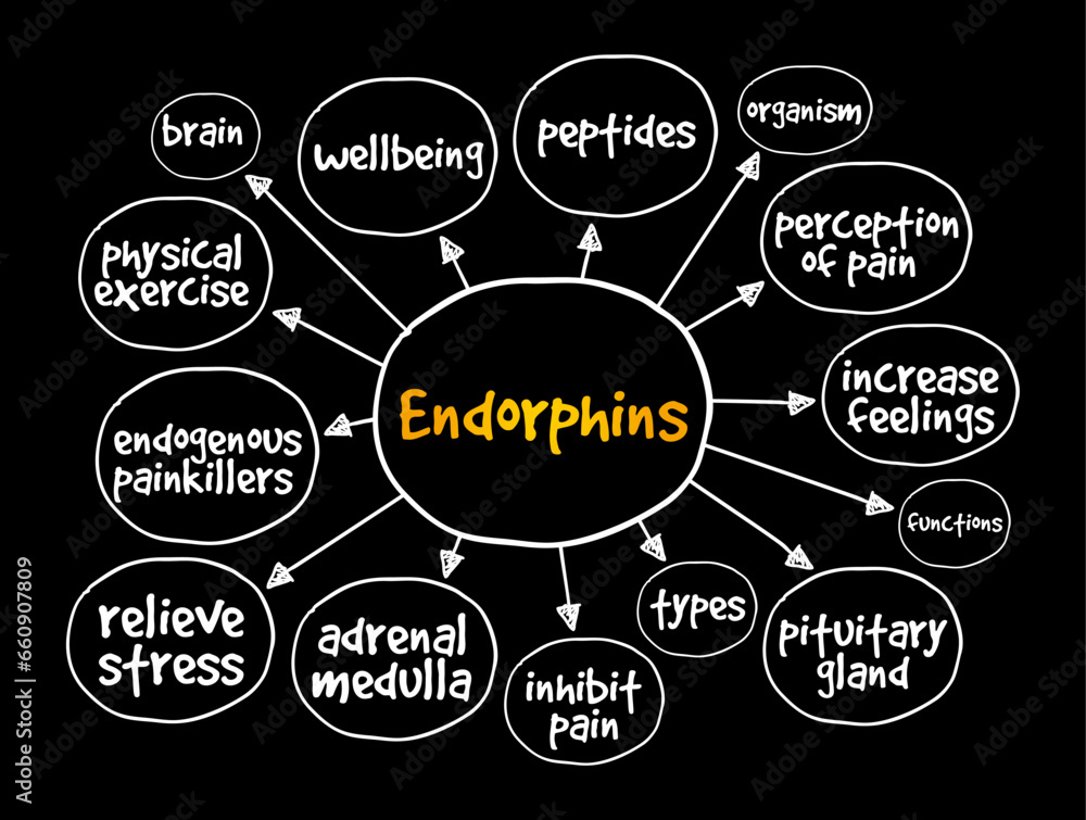 Endorphins are chemicals (hormones) your body releases when it feels ...
