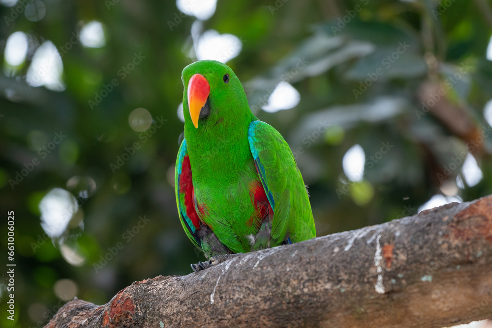 Eclectus roratus, The eclectus parrot, is a parrot native to the the ...