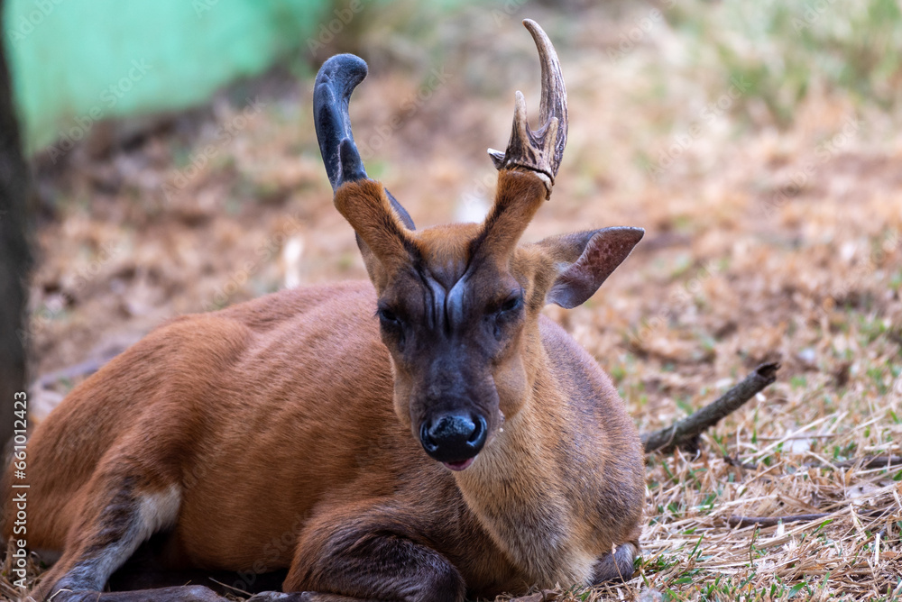 The Indian muntjac, Muntiacus muntjak, also called the southern red ...