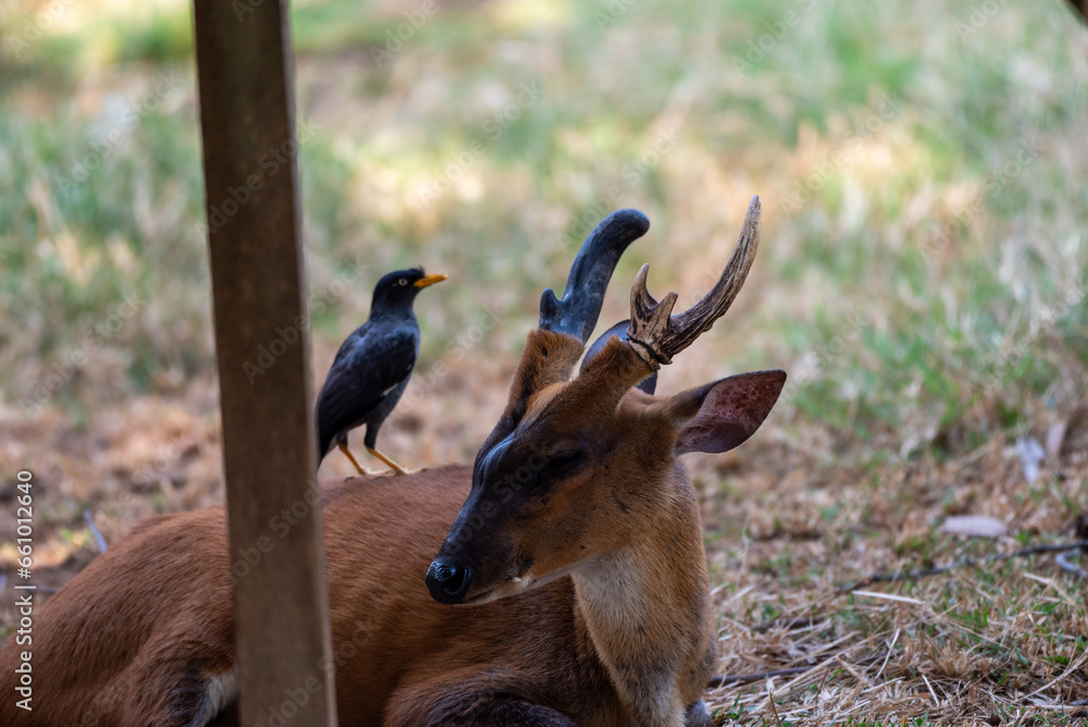 The Indian muntjac, Muntiacus muntjak, also called the southern red ...