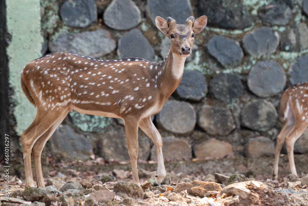 The chital, Axis axis, also known as spotted deer, chital deer, and ...