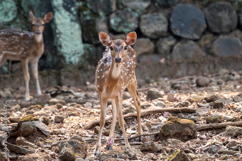 The chital, Axis axis, also known as spotted deer, chital deer, and ...