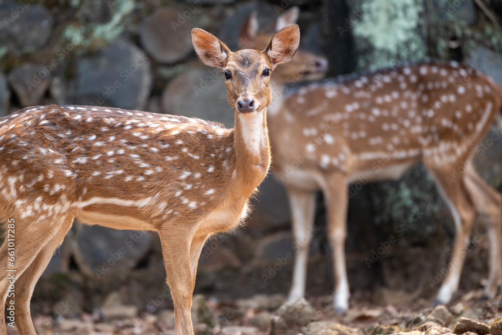 The chital, Axis axis, also known as spotted deer, chital deer, and ...