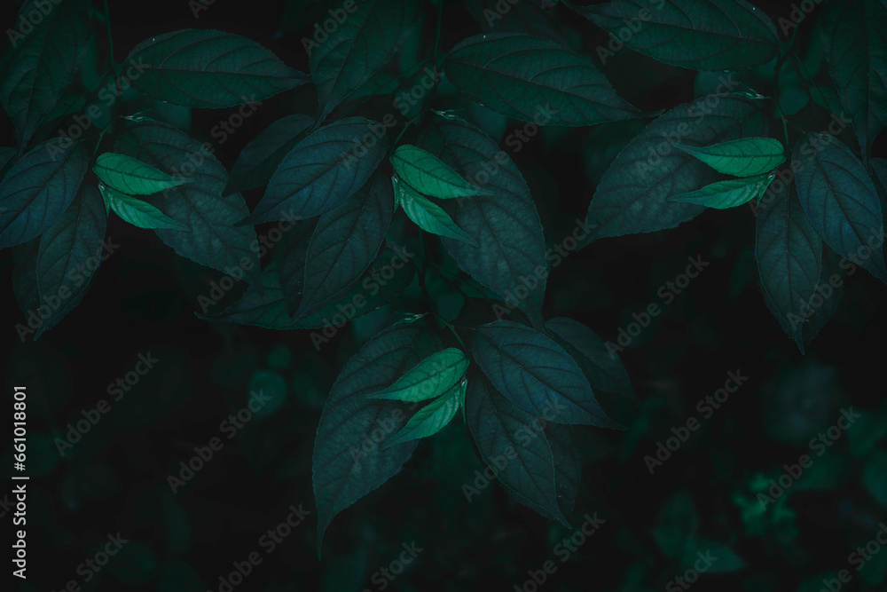 Top view leaf background.Green leaves color tone dark in the morning ...