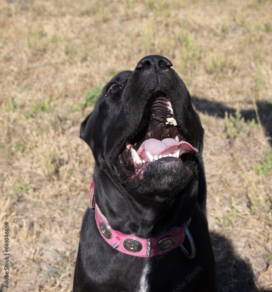 Portrait of an Italian Mastiff Cane Corso. Black and white Italian ...