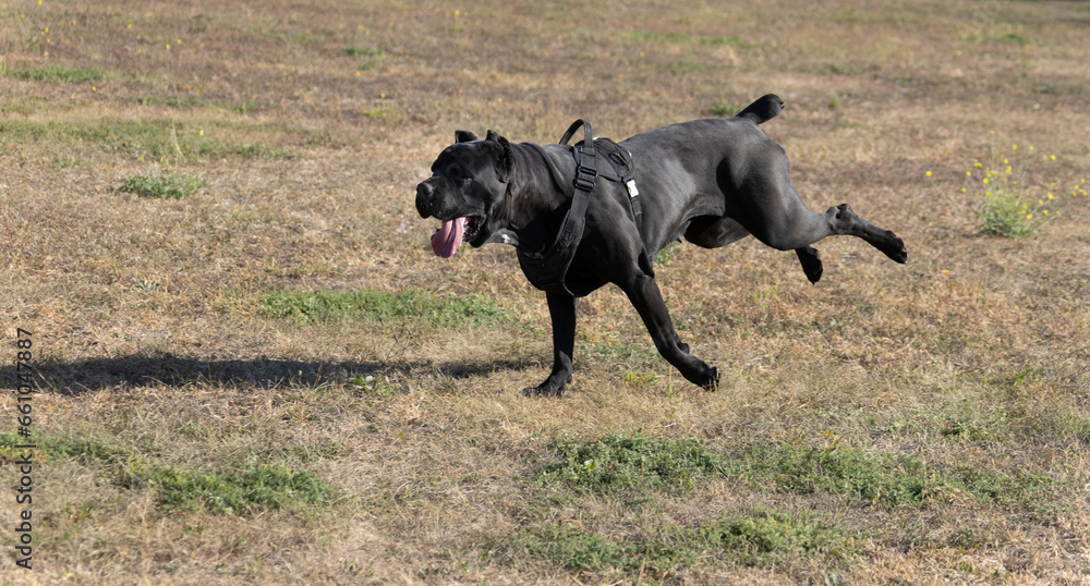 Portrait of an Italian Mastiff Cane Corso. Black and white Italian ...