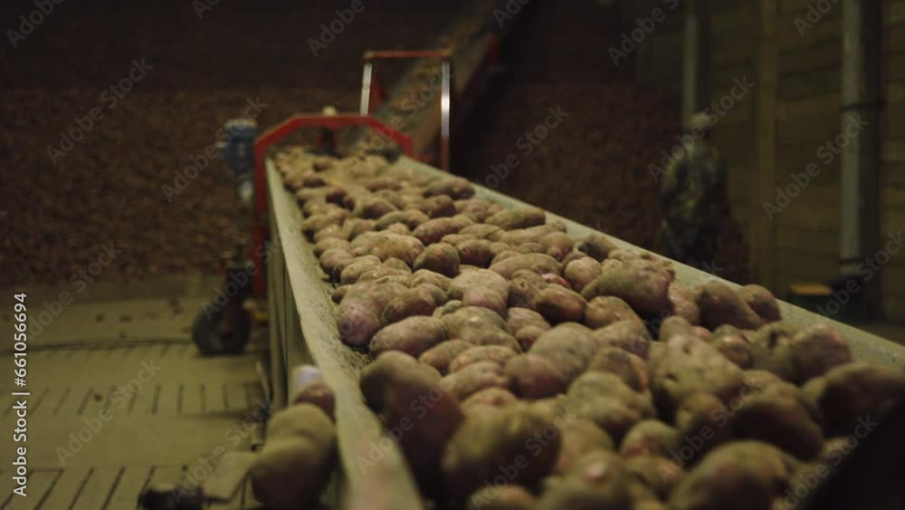 harvesting. harvesting potatoes. production. selection sorting conveyor ...