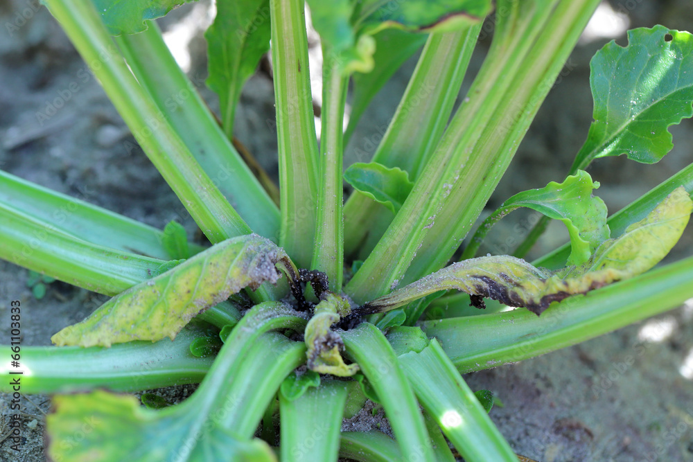 Boron deficiencies on sugar beet plants. Lack of nutrients ...