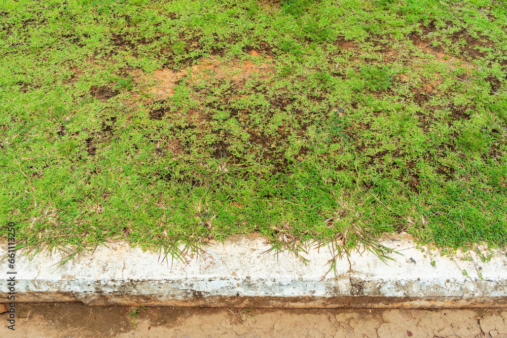 Dead grass of the nature background. a patch is caused by the ...