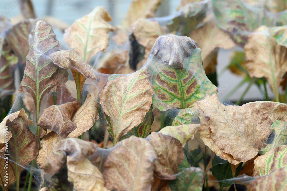 Red spider mite (Tetranychus urticae) pest infestation on leaves of ...