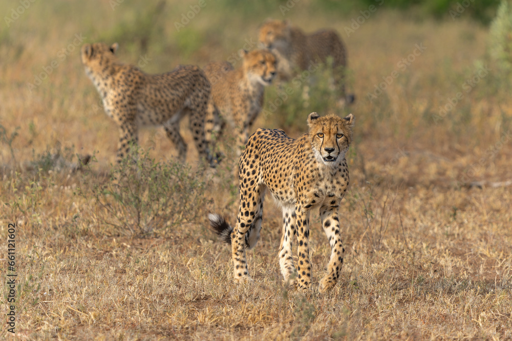 Young Cheetah (Acinonyx jubatus) walking and searching for prey in the ...