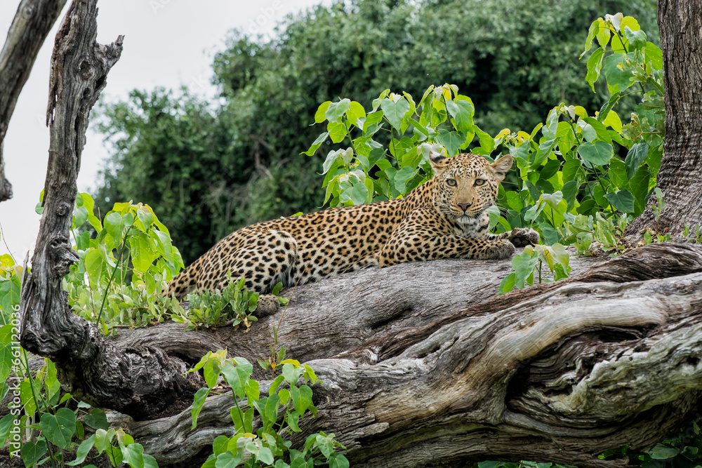 Leopard female in a tree in the green season. She was in a tree and ...
