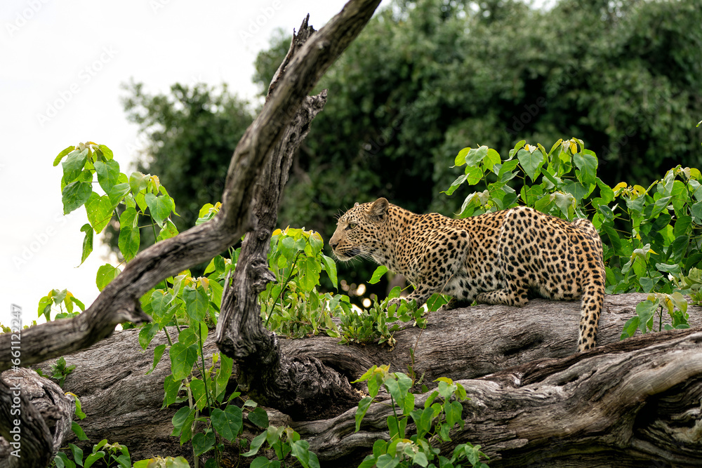 Leopard female in a tree in the green season. She was in a tree and ...