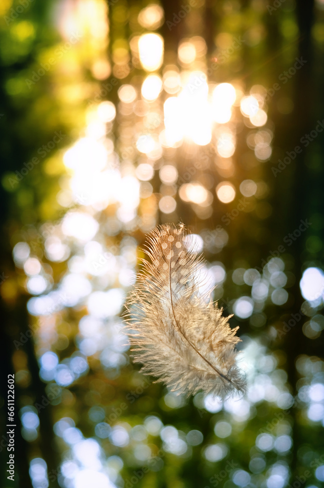 flying feather in air, abstract sunny natural background. atmospheric ...