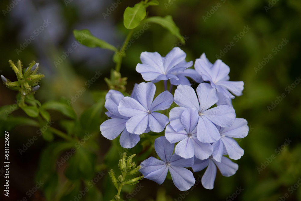 Blue flower of Cape leadwort in the garden. (Scientific name Plumbago ...
