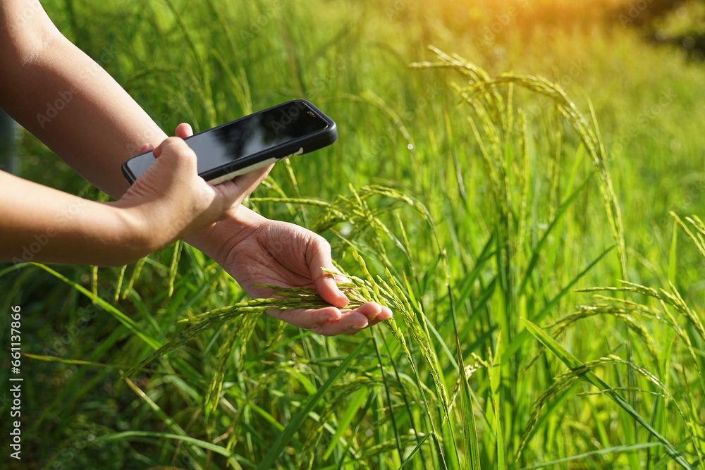 A hand holds an ear of rice in a villager's rice field grown atop a ...
