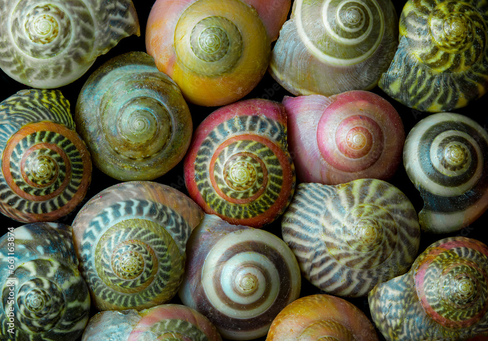 Macro of Pearl Umbonium gastropod seashells, commonly known as button ...