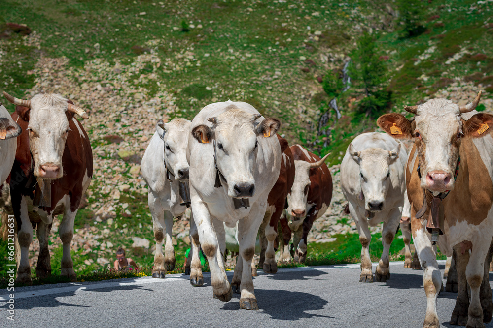 "Piemontese" race is a bovine perfect both for milk and meat production ...