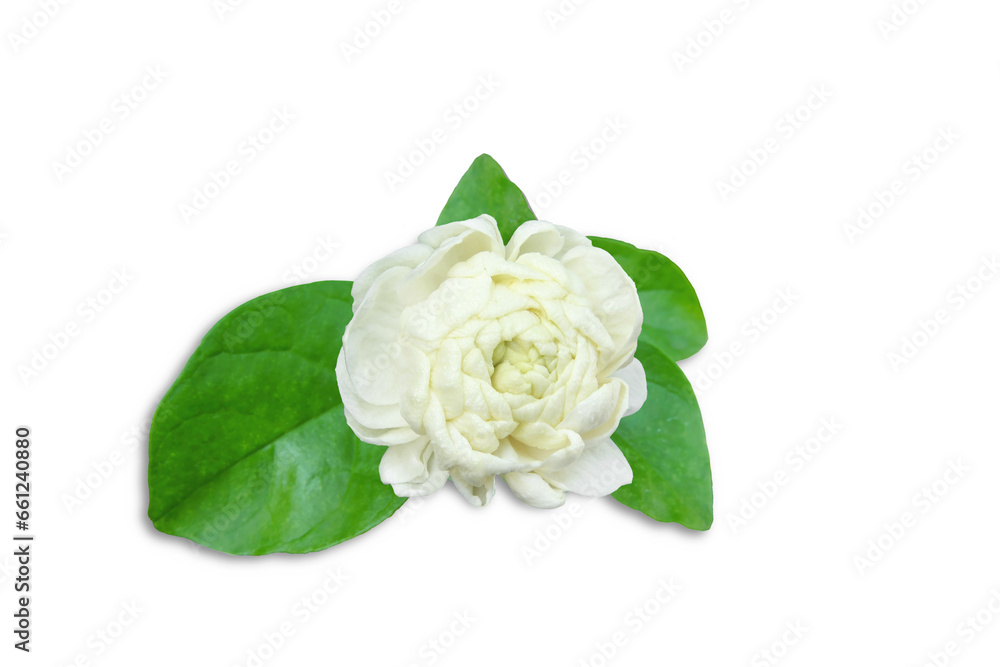 beautiful jasmine white flower with leaves isolated on cutout ...