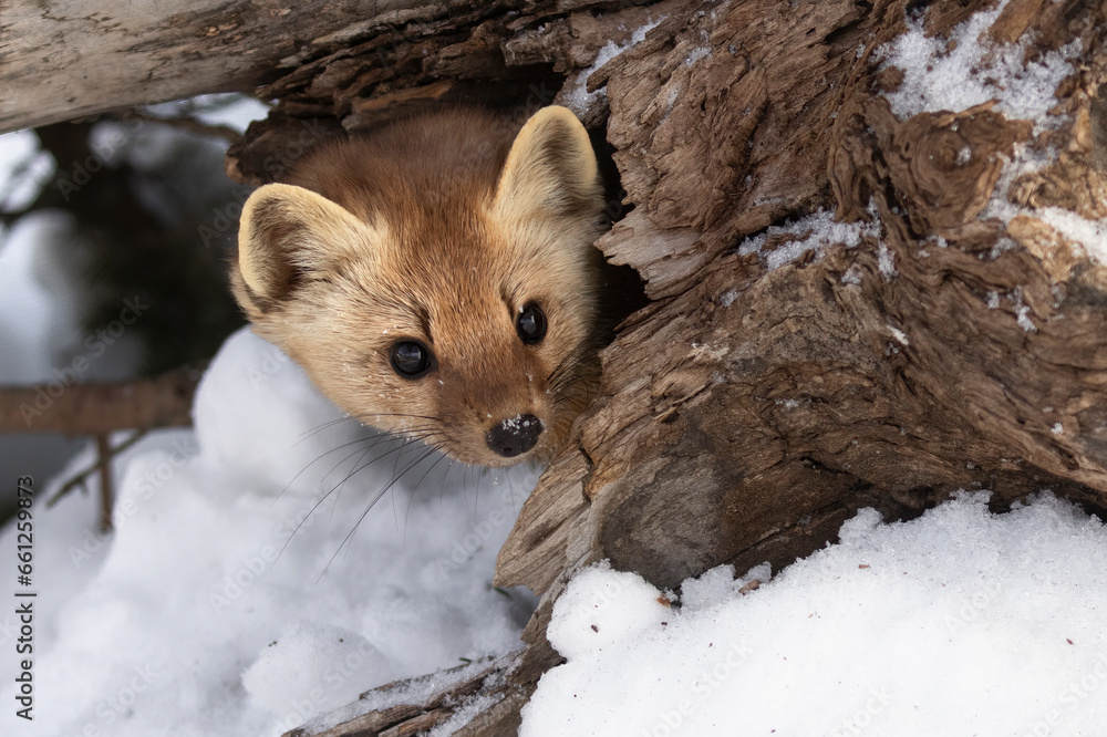 The American Pine Martin (Martes americana) Peek. An adorable mustelid ...