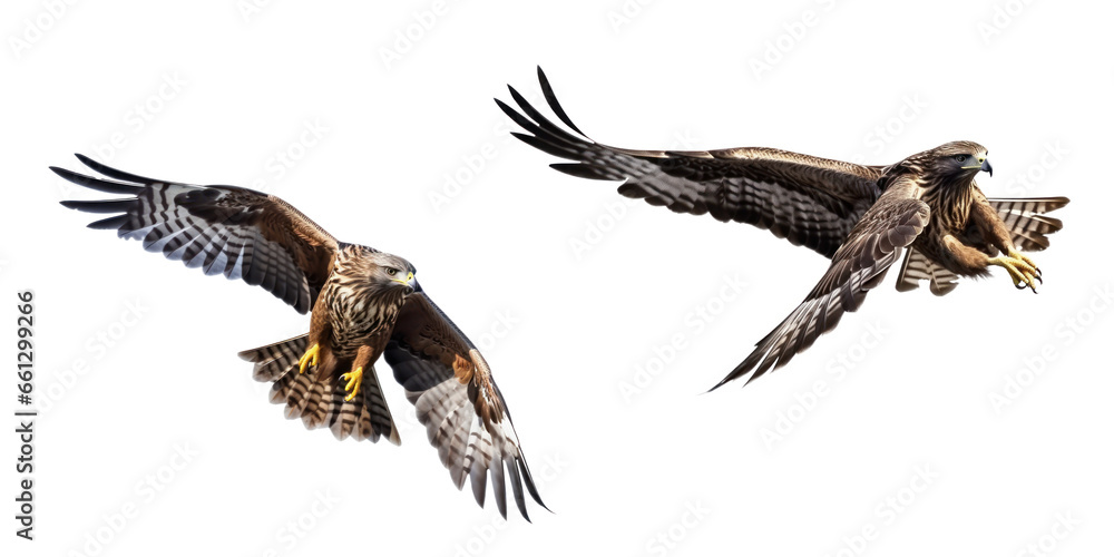 Falcon isolated on transparent background,transparency,set of falcon ...