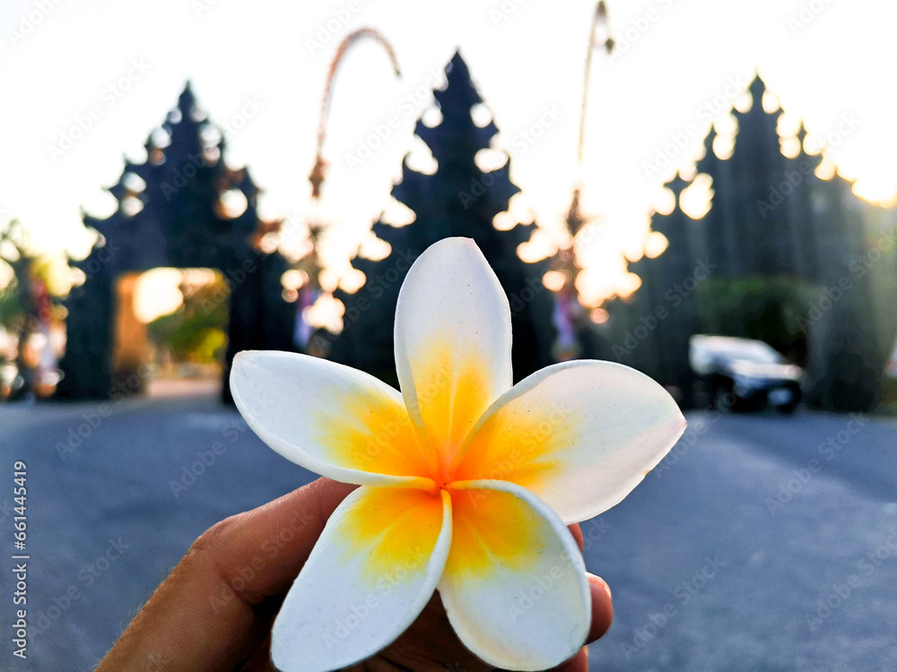 Balinese flower white Frangipani held in hand against the background of ...