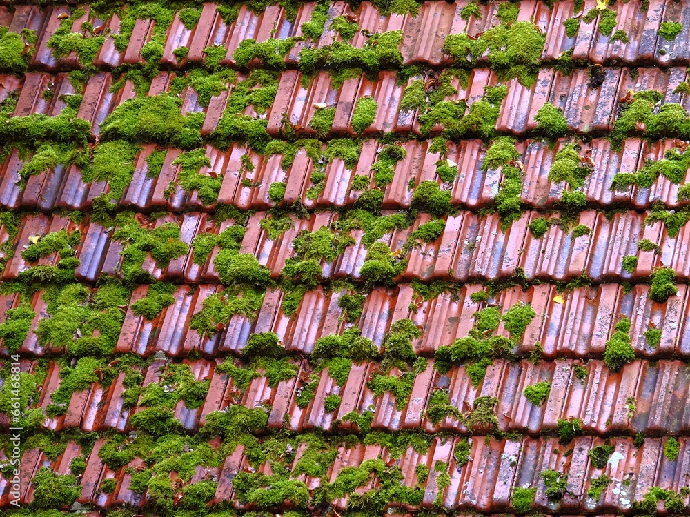 Ein Ziegeldach ist mit Moos bedeckt. Das Moos ist in verschiedenen ...