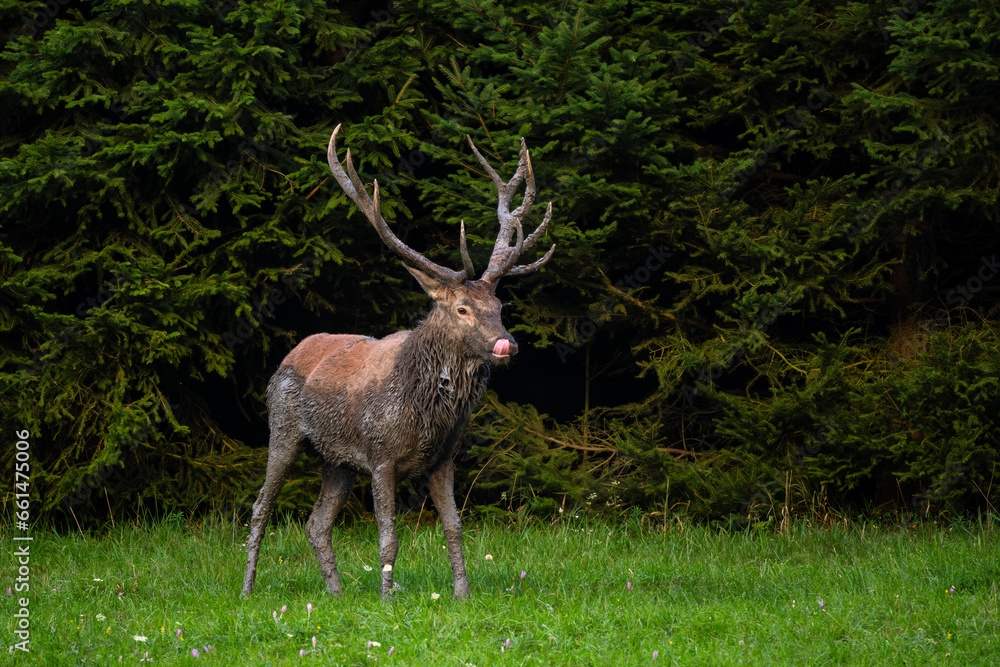 Red Deer - Cervus elaphus, large beautiful iconic animal from European ...