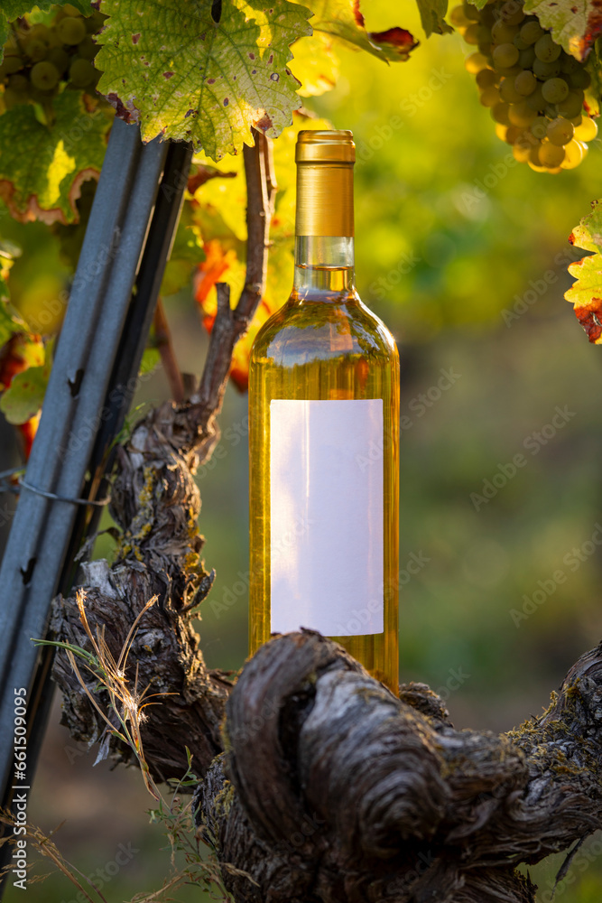 Bouteille de vin blanc et étiquette de vin vierge pour vos maquettes ...