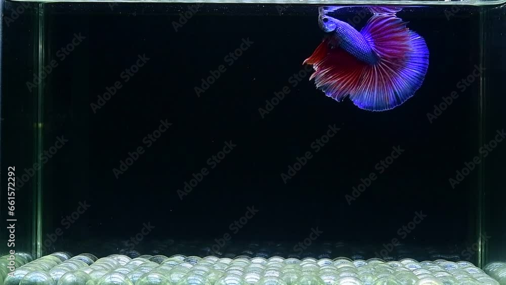 Betta fish Halfmoon long tail, short tail, Crowntails and Dumbo from ...