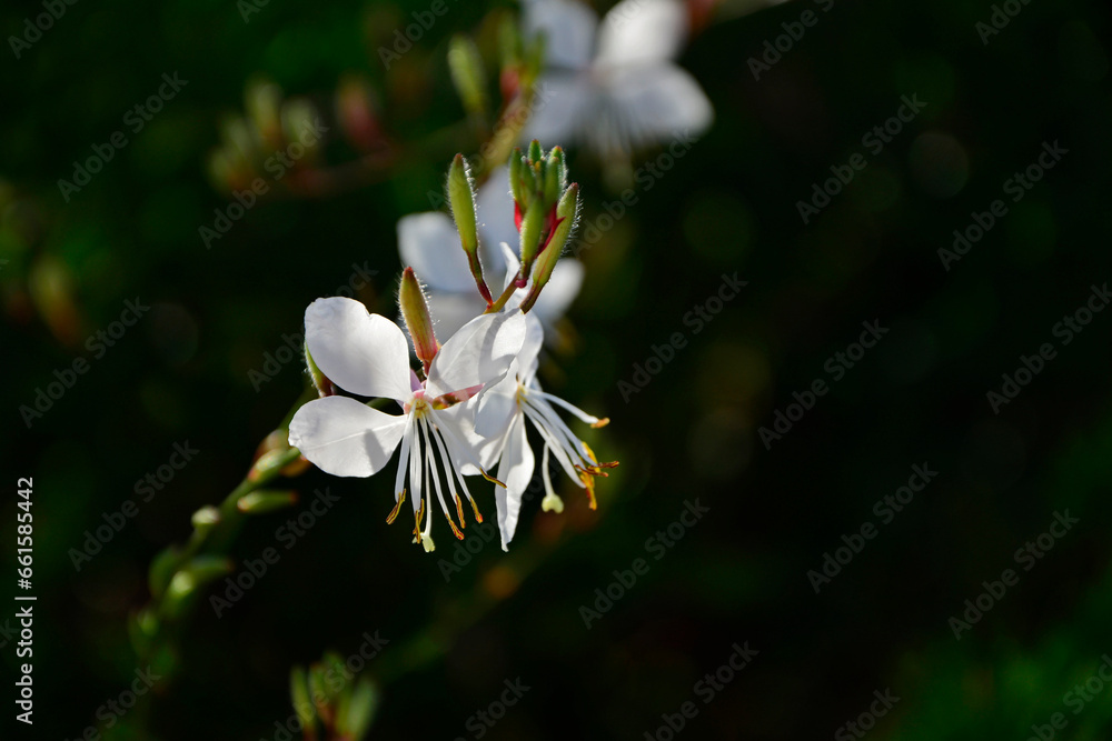 Gaura Lindheimera - Gaura lindheimeri, białe kwiaty na czarnym tle ...