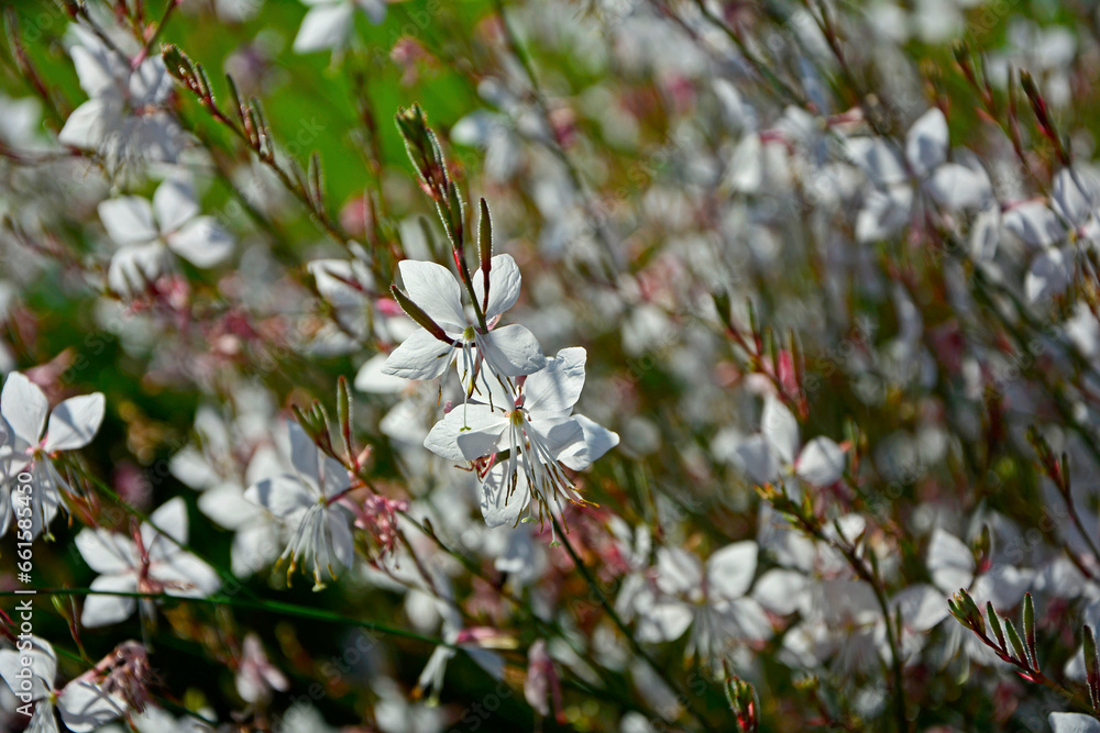 Gaura Lindheimera - Gaura lindheimeri, kwitnąca gaura, gaura w słońcu ...
