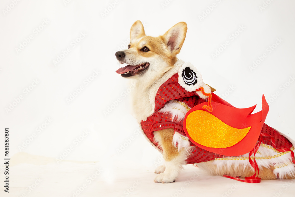 Welsh Corgi dog wearing a Chinese dragon costume, on an isolated ...
