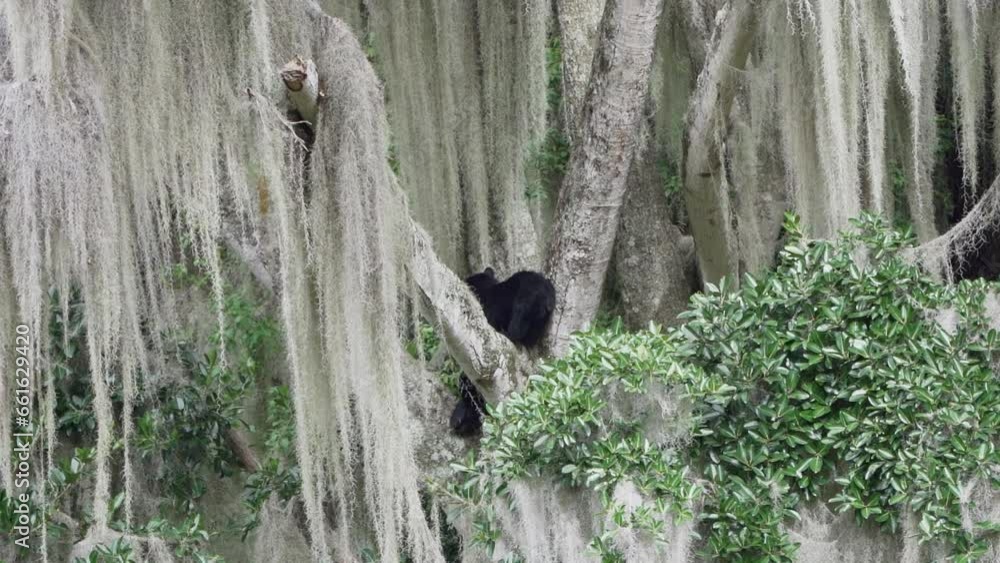 spectacled bear, Tremarctos ornatus, native to the forests of the ...
