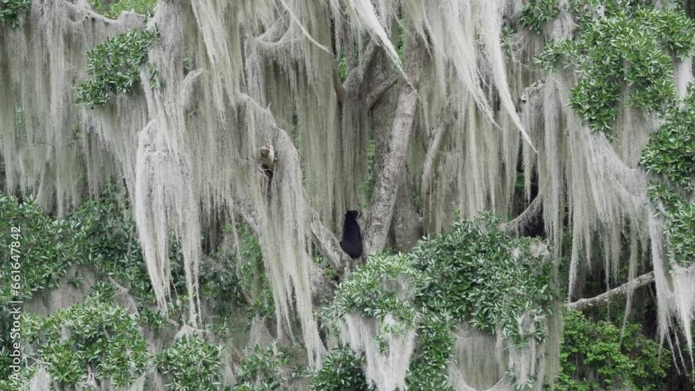 spectacled bear, Tremarctos ornatus, native to the forests of the ...
