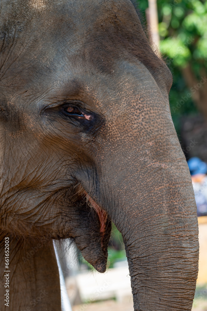 Close up of The Sumatran elephant, Elephas maximus sumatranus is ...
