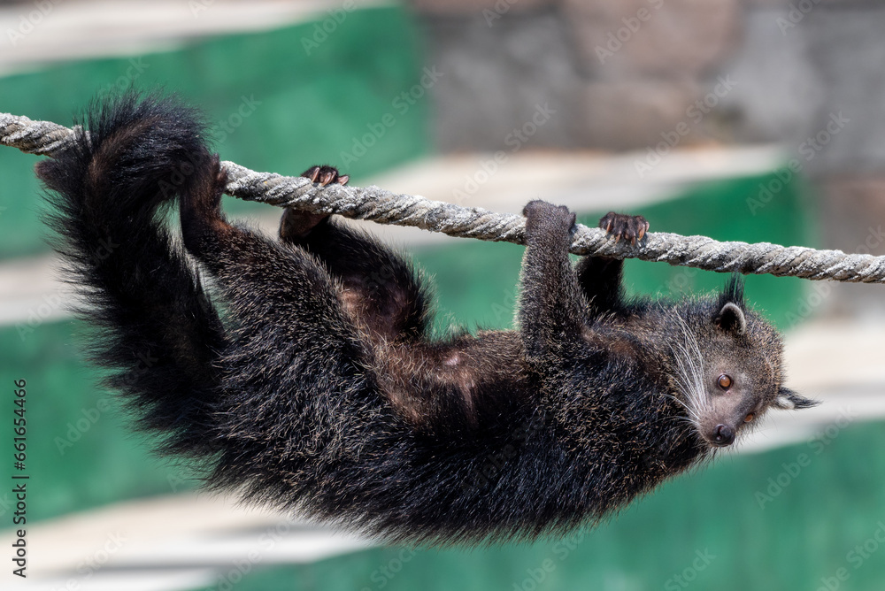 The binturong, Arctictis binturong, also known as bearcat is climbing ...