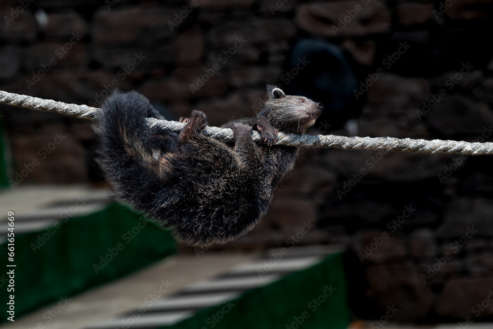 The binturong, Arctictis binturong, also known as bearcat is climbing ...